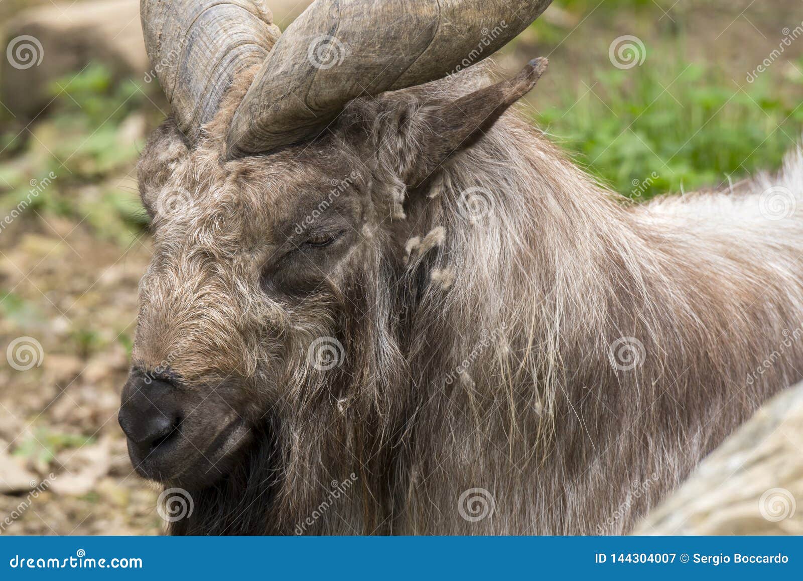 Markor rest in a zoo editorial photography. Image of hair - 144304007