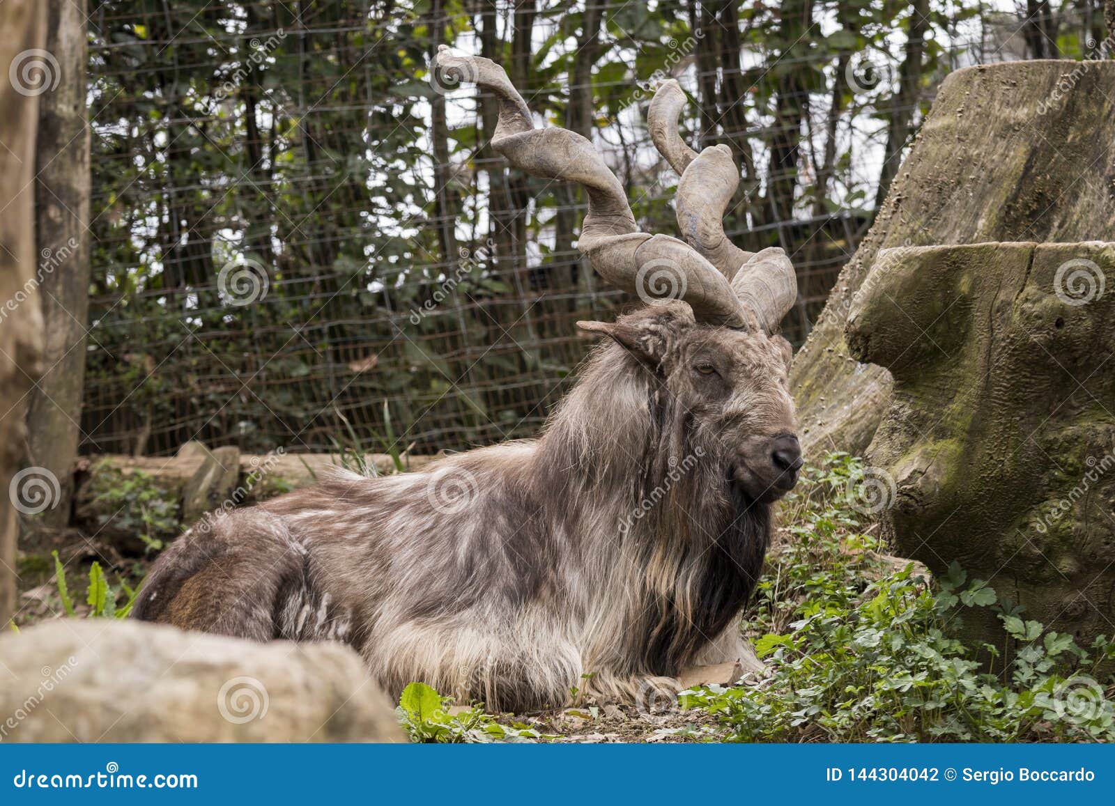 Markor rest in a zoo editorial photography. Image of strength - 144304042