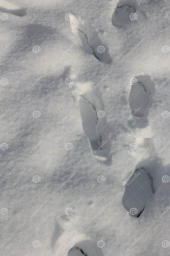 Marks from Boots on the Snow. Stock Image - Image of white, winter ...