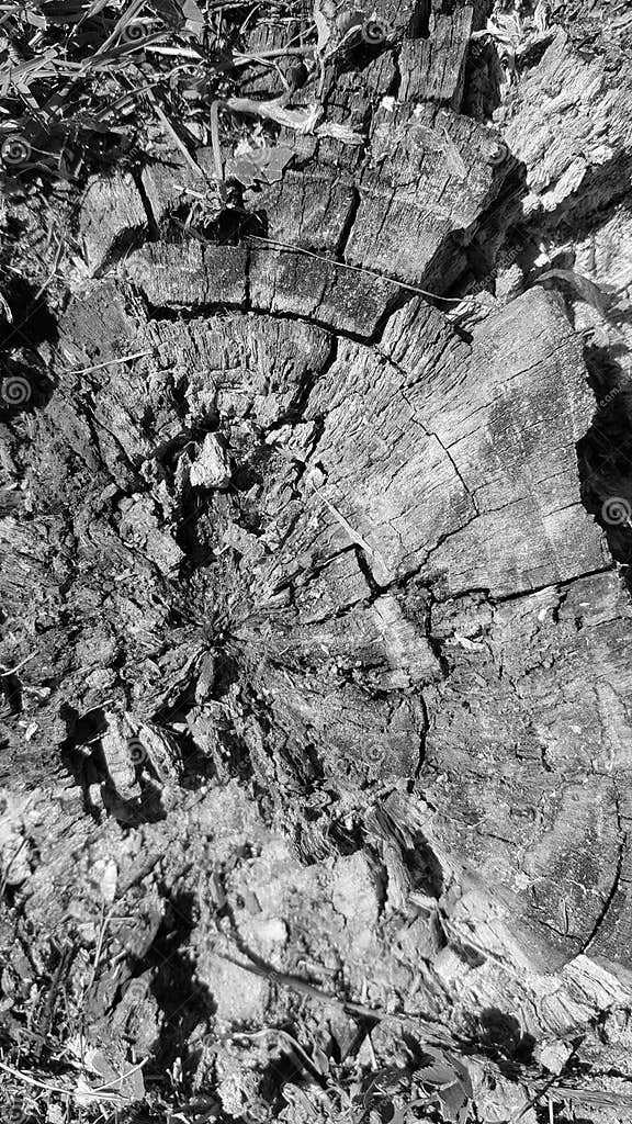 Marks of Nature stock image. Image of rest, marks, tree - 73693105