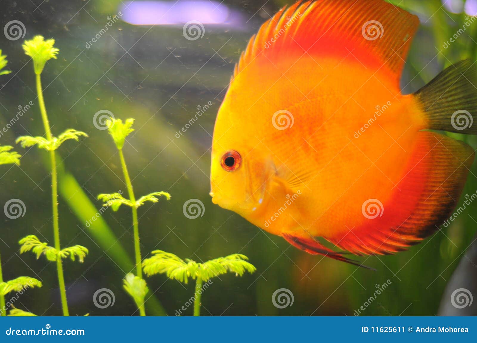 Marlboro red discus stock image. Image of life, discus - 11625611