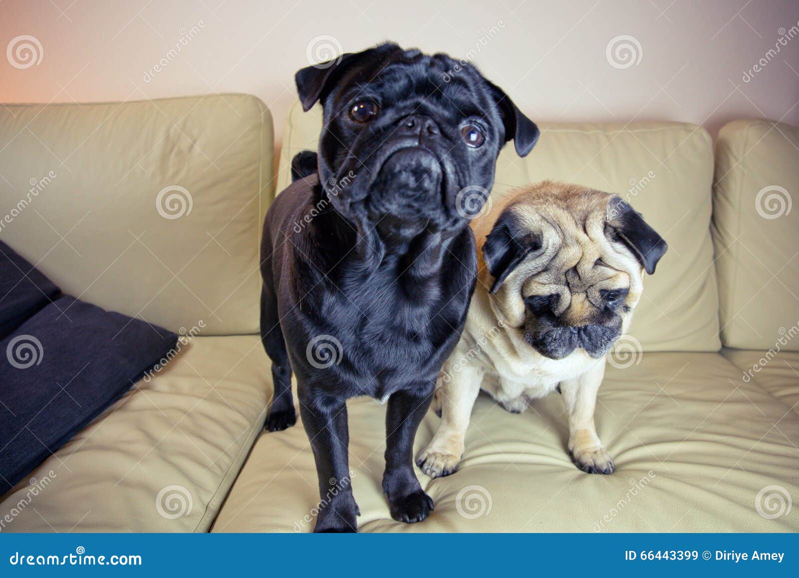 Marley and Elvis stock image. Image of domestic, purebred - 66443399