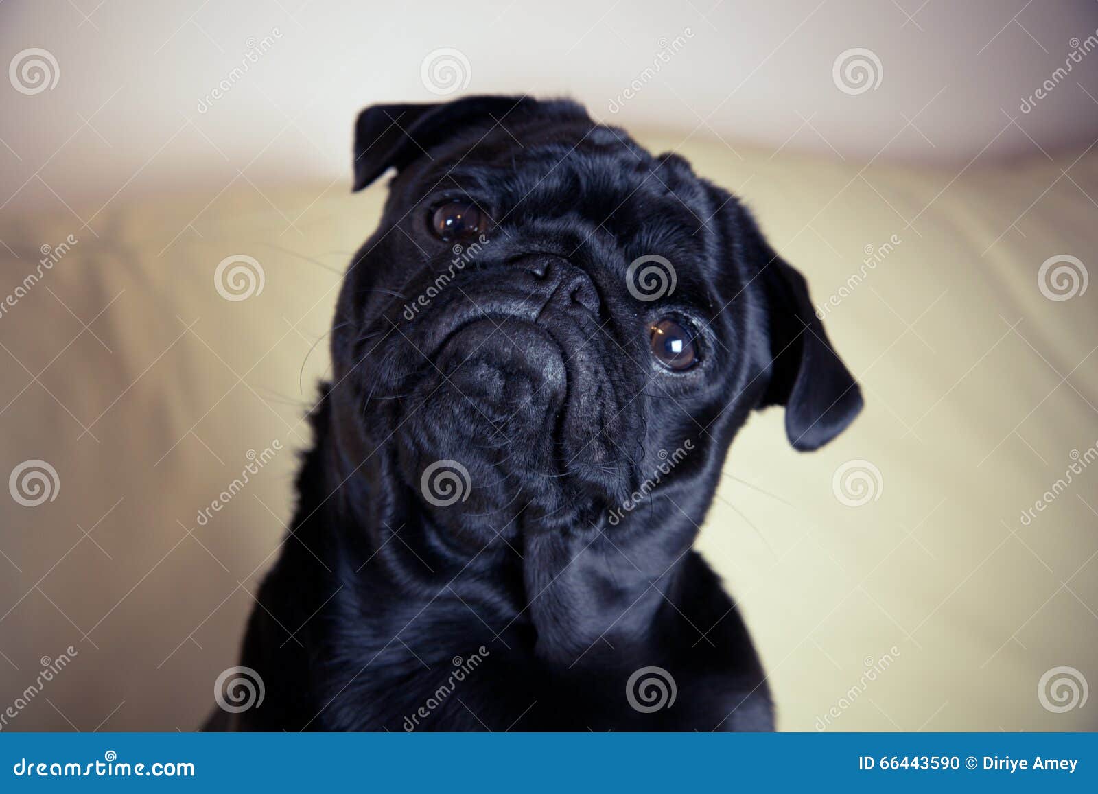 Marley and Elvis stock photo. Image of mops, cute, beige - 66443590