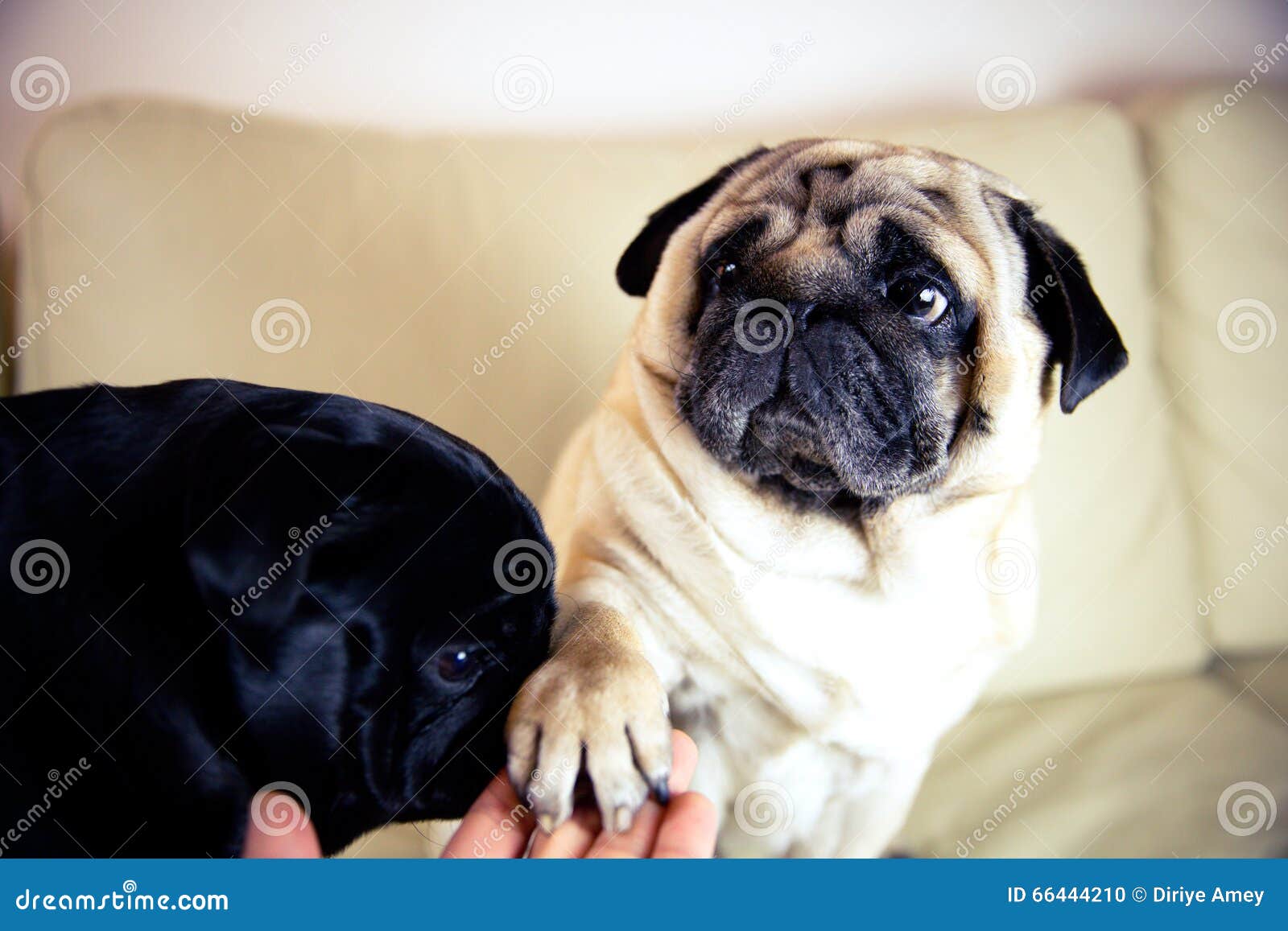 Marley and Elvis stock photo. Image of carlino, pedigreed - 66444210