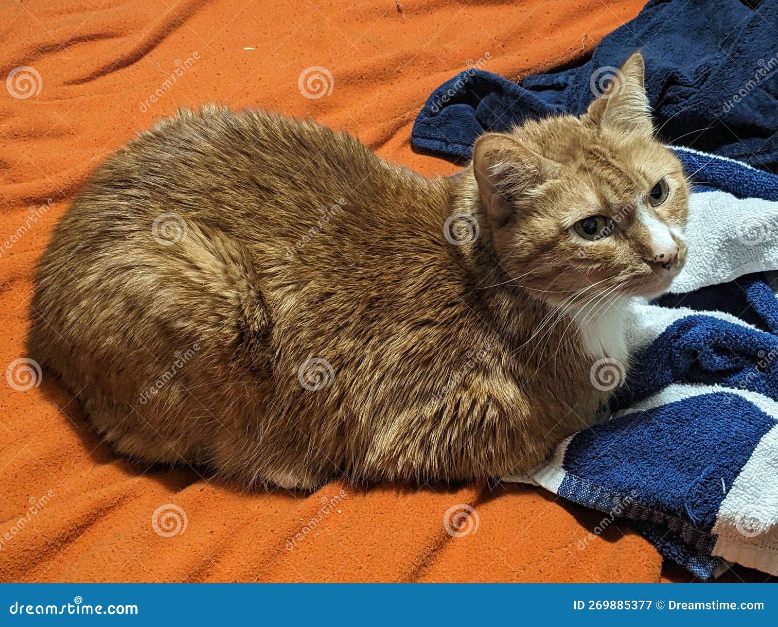 Marley Kitty Crouching on the Towels Stock Image - Image of kitten ...