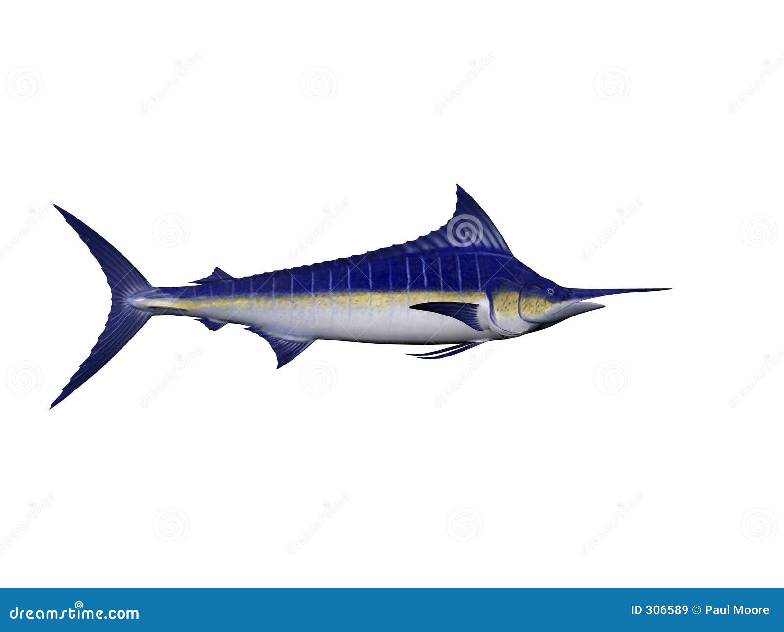 Marlin azul stock de ilustración. Ilustración de mariscos - 306589