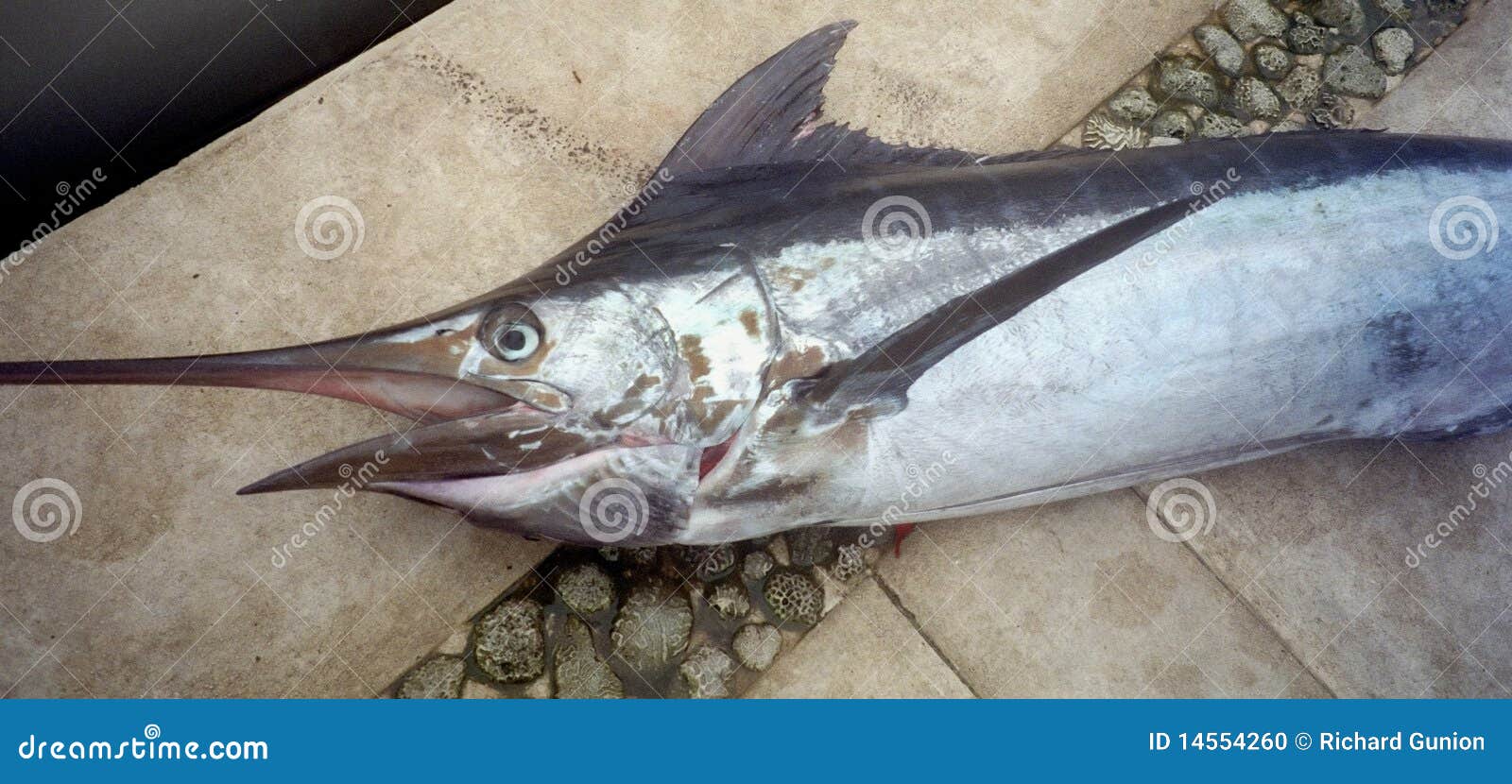 Marlin bleu sur le dock photo stock. Image du quai, facture - 14554260