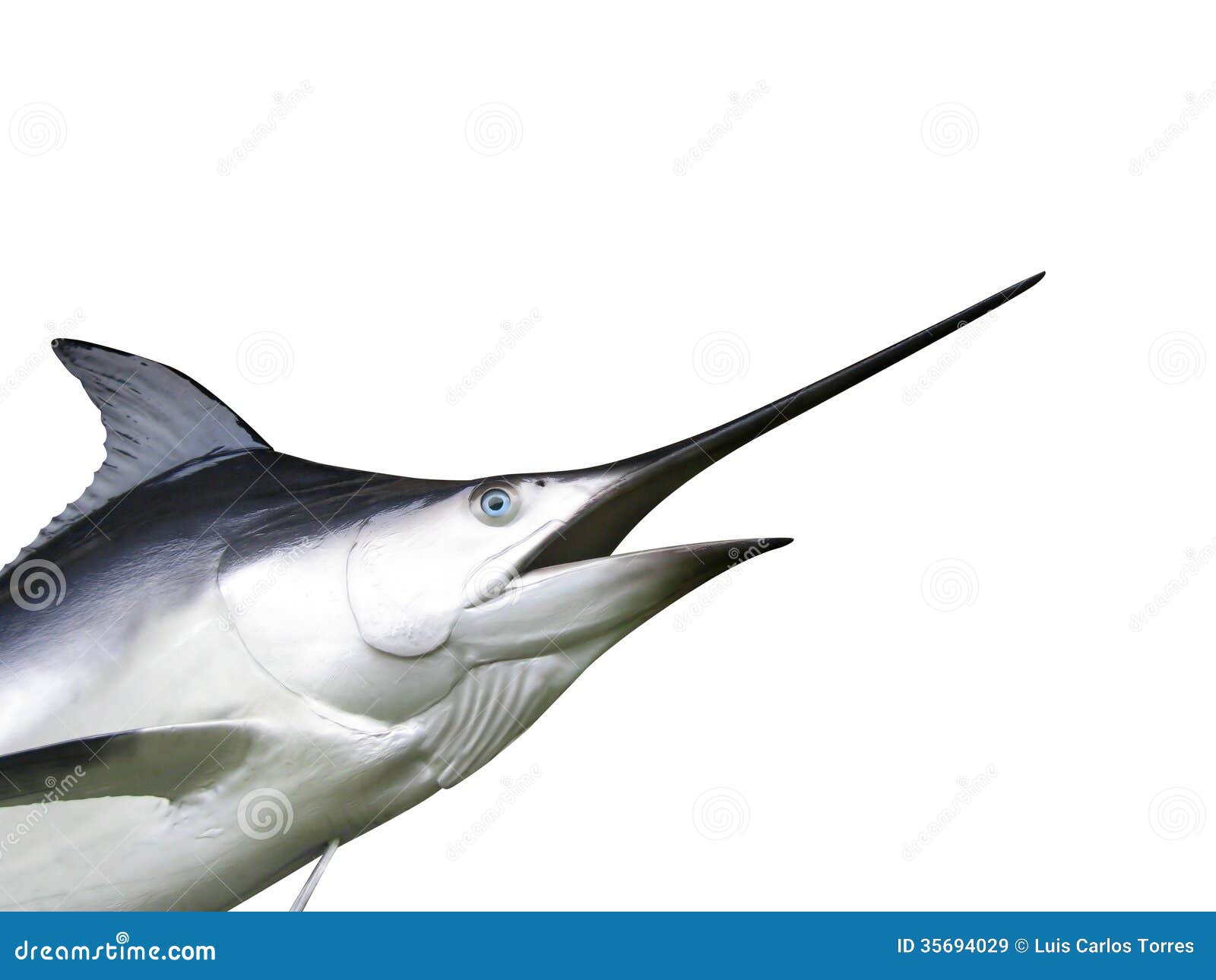 Big Marlin Fish Breaching Out Of The Water. Sport-fishing Stock ...