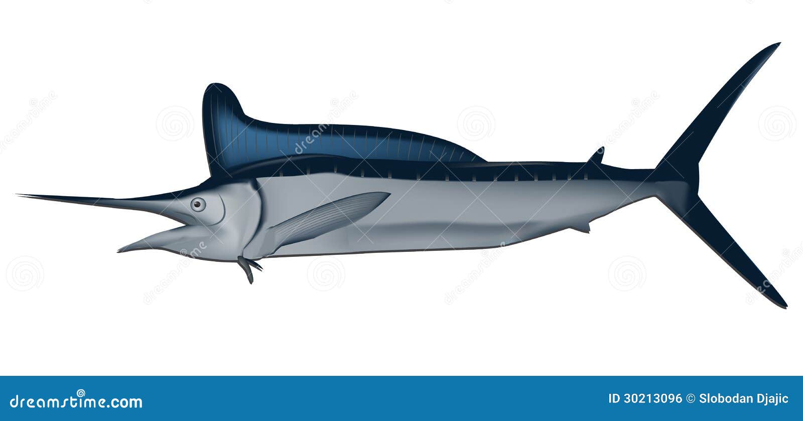 Marlin Fish Vector Illustration Stock Vector - Illustration of ...