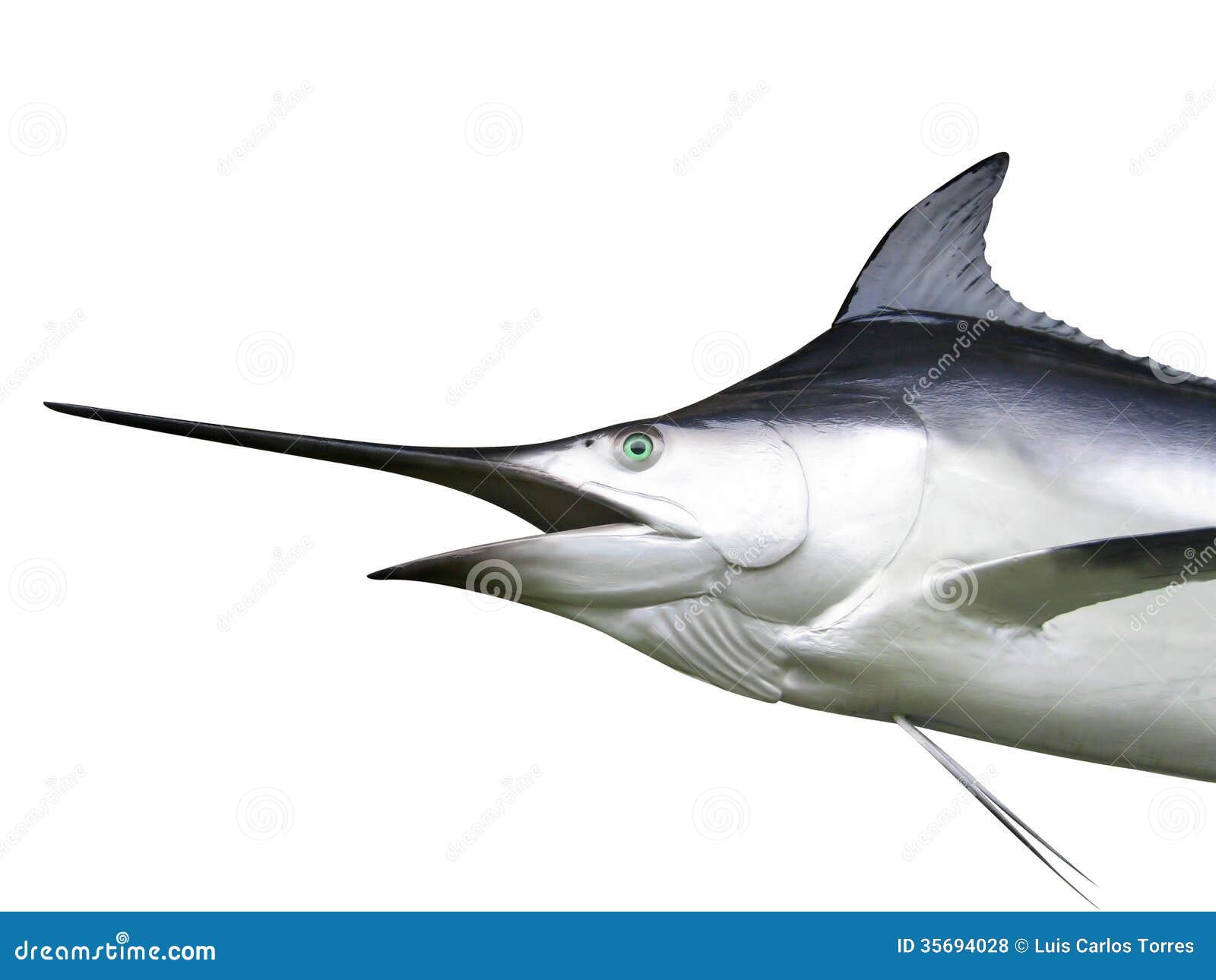 Marlin - pesce spada fotografia stock. Immagine di swordfish - 35694028
