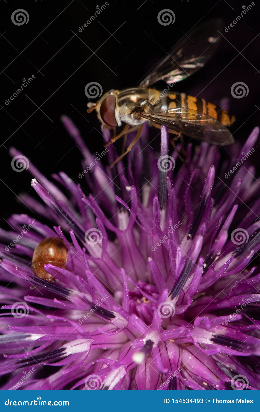 Marmalade hoverfly stock image. Image of close, wildlife - 154534493