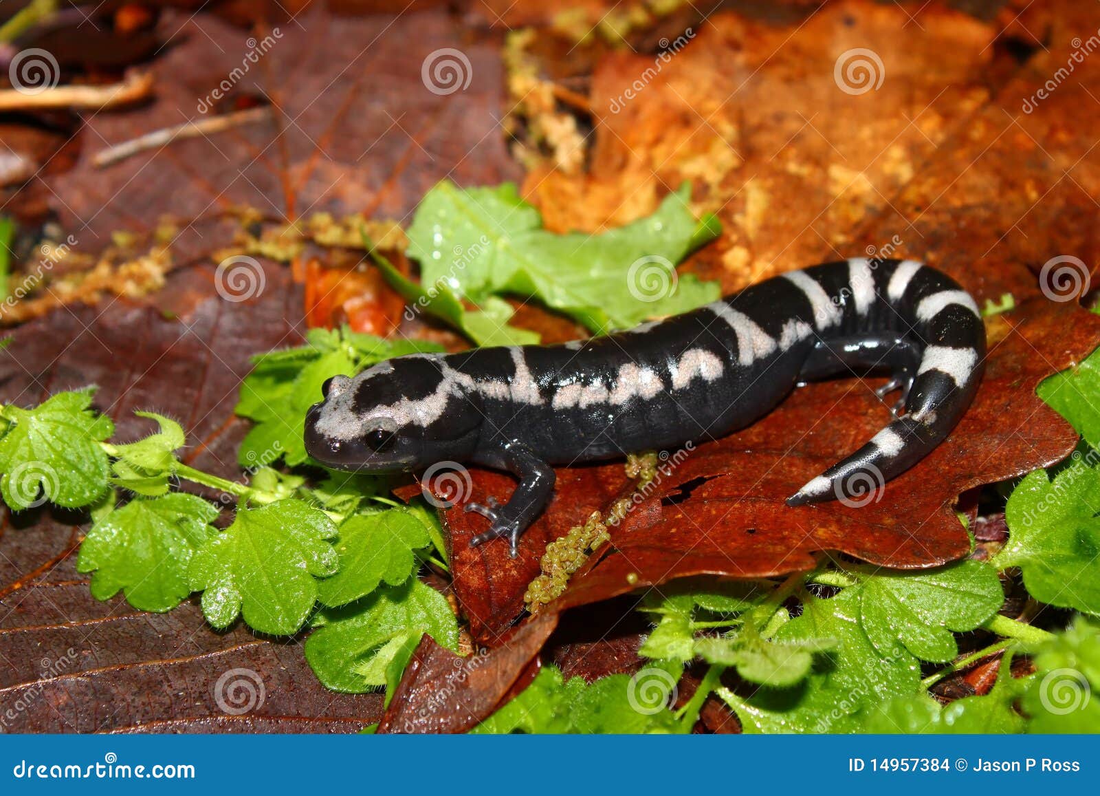 Marmer Salamander (opacum Ambystoma) Stock Foto - Image of staat ...