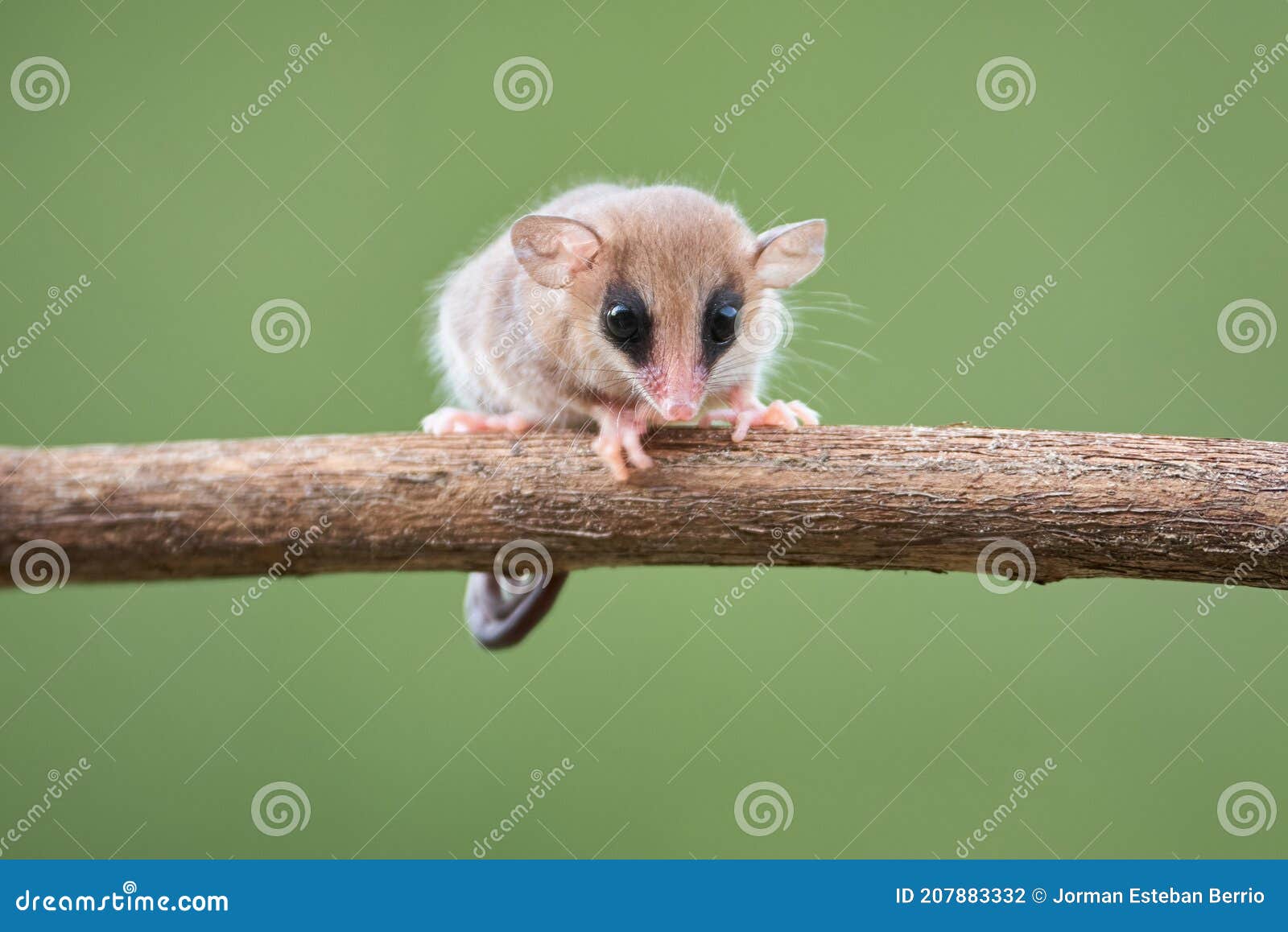 Marmosa Perched on a Tree Branch Stock Photo - Image of animal ...
