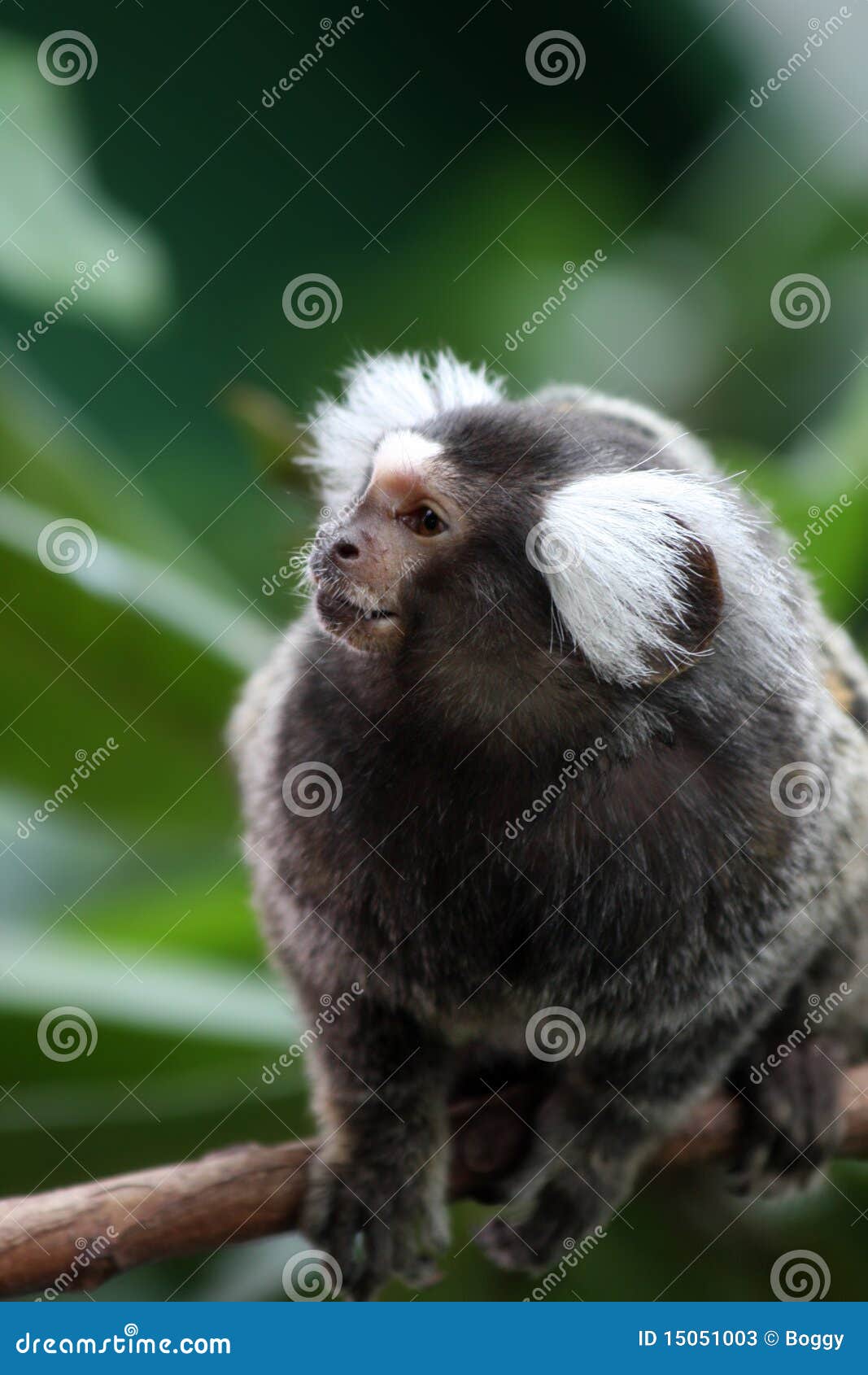 Marmoset stock image. Image of monkey, jungle, wildlife - 15051003