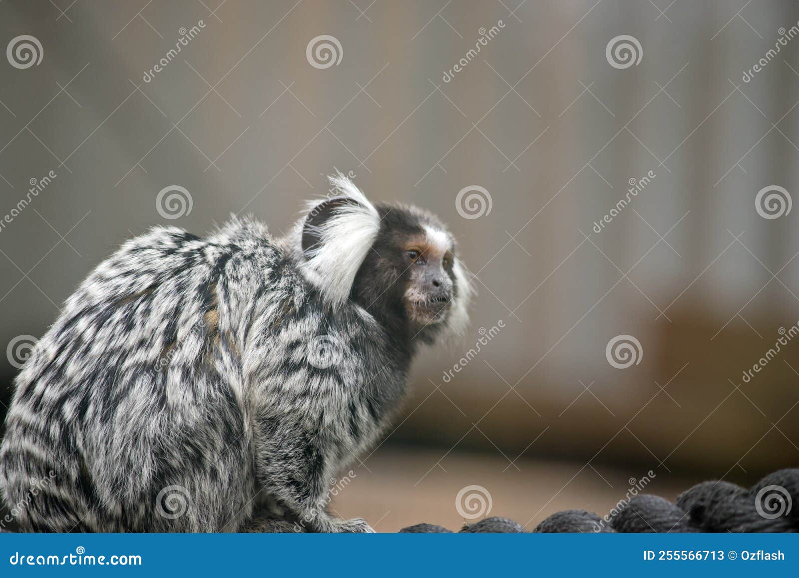 The Marmoset is a Black Grey and White Monkey with White Fuffy Ears ...