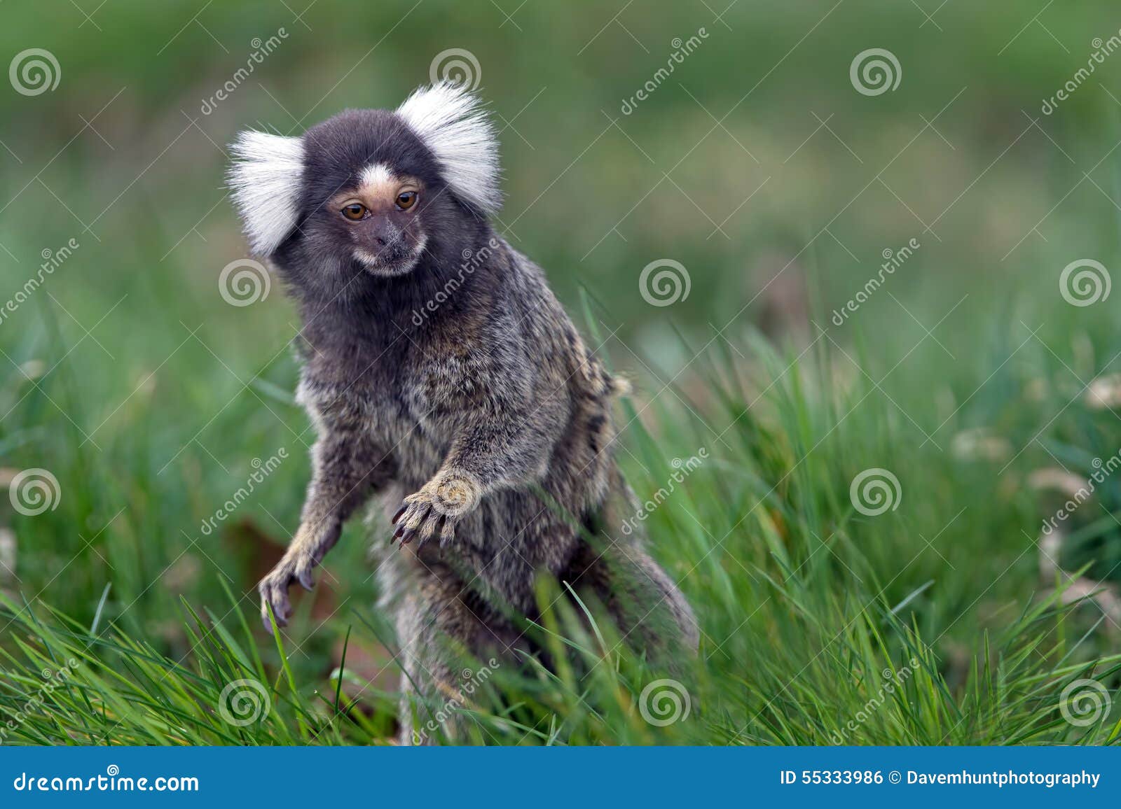 Marmoset (Callithrix Jacchus) Stock Photo - Image of scamper, group ...