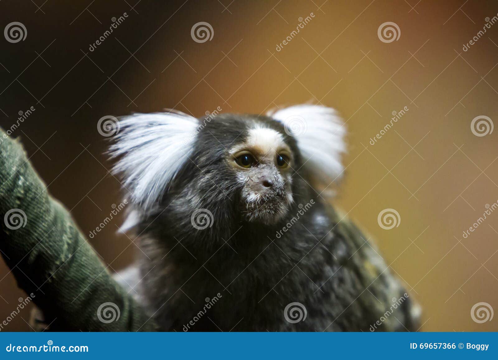 Marmoset stock photo. Image of animal, primate, tropical - 69657366