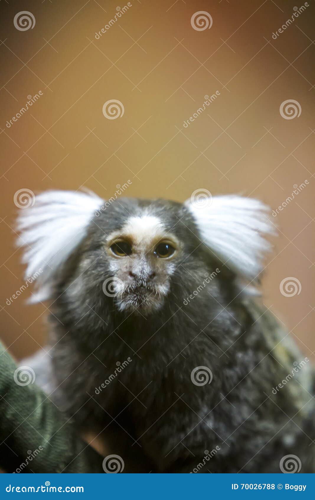 Marmoset stock photo. Image of monkey, arboreal, brazil - 70026788