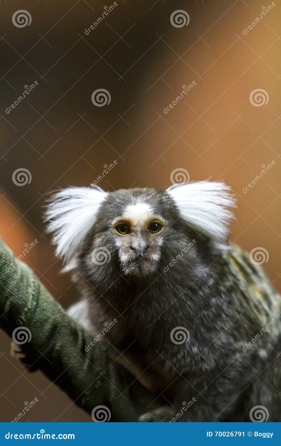 Marmoset stock image. Image of small, creature, common - 70026791