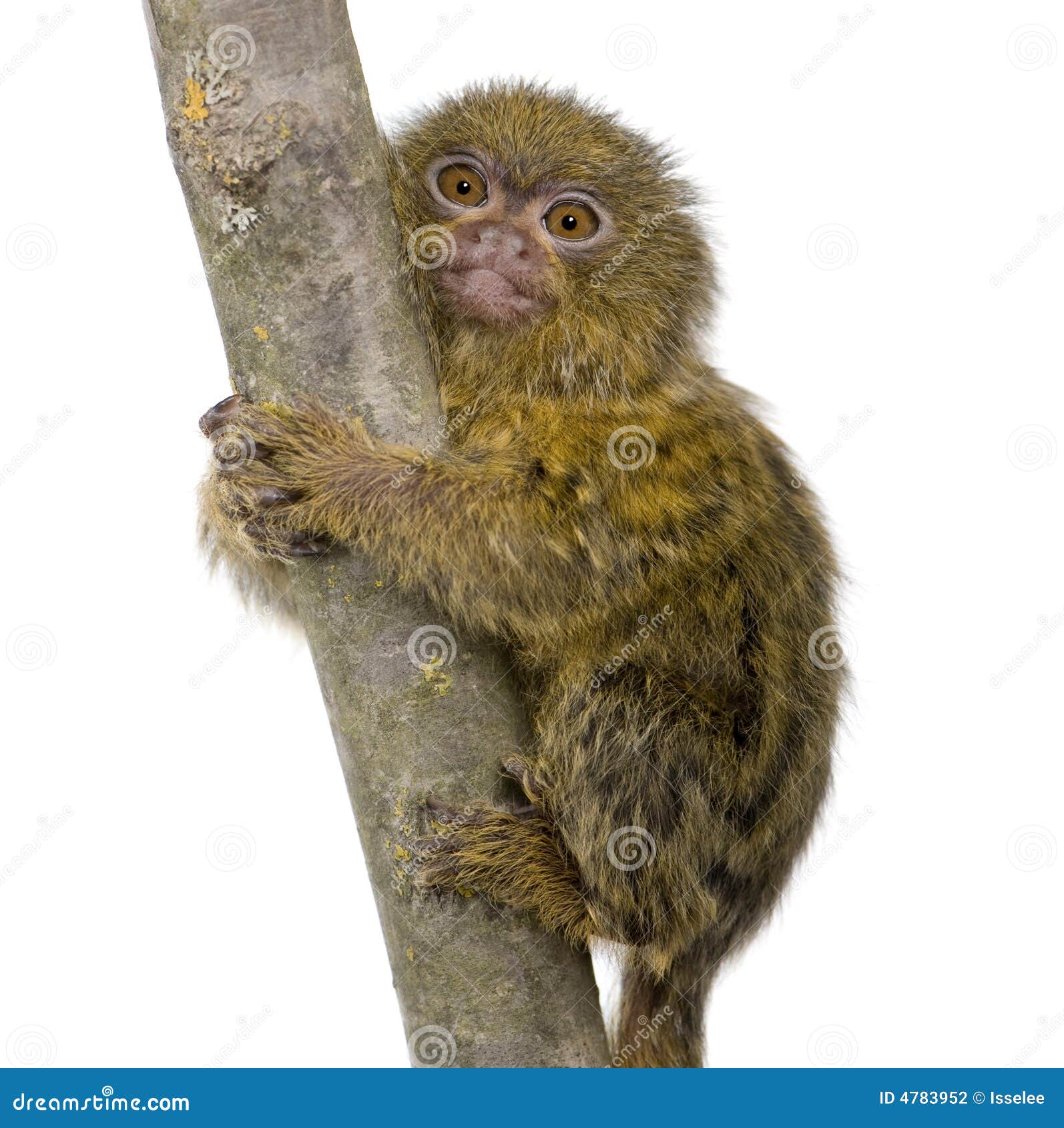 Marmoset De Pigmeu (5 Semanas) Foto de Stock - Imagem de tiro, olhar ...
