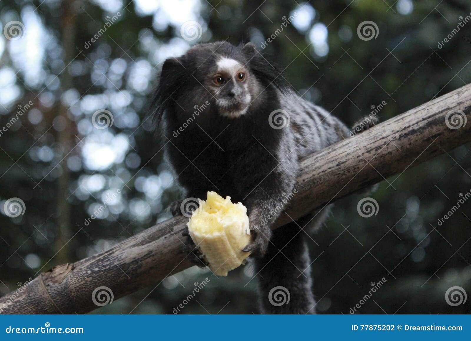 Marmoset eating a banana stock photo. Image of banana - 77875202