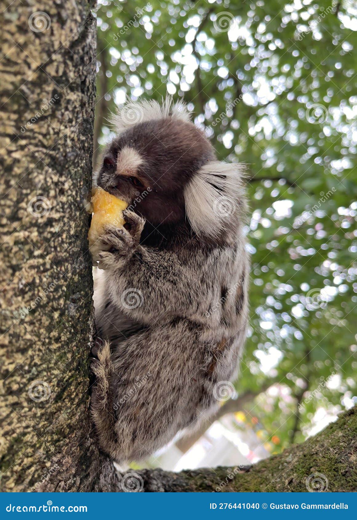 Marmoset Leaning Against the Tree and Eating a Piece of Banana Stock ...