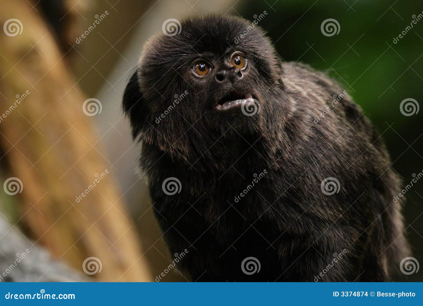Marmoset monkey stock photo. Image of equator, mouth, primate - 3374874