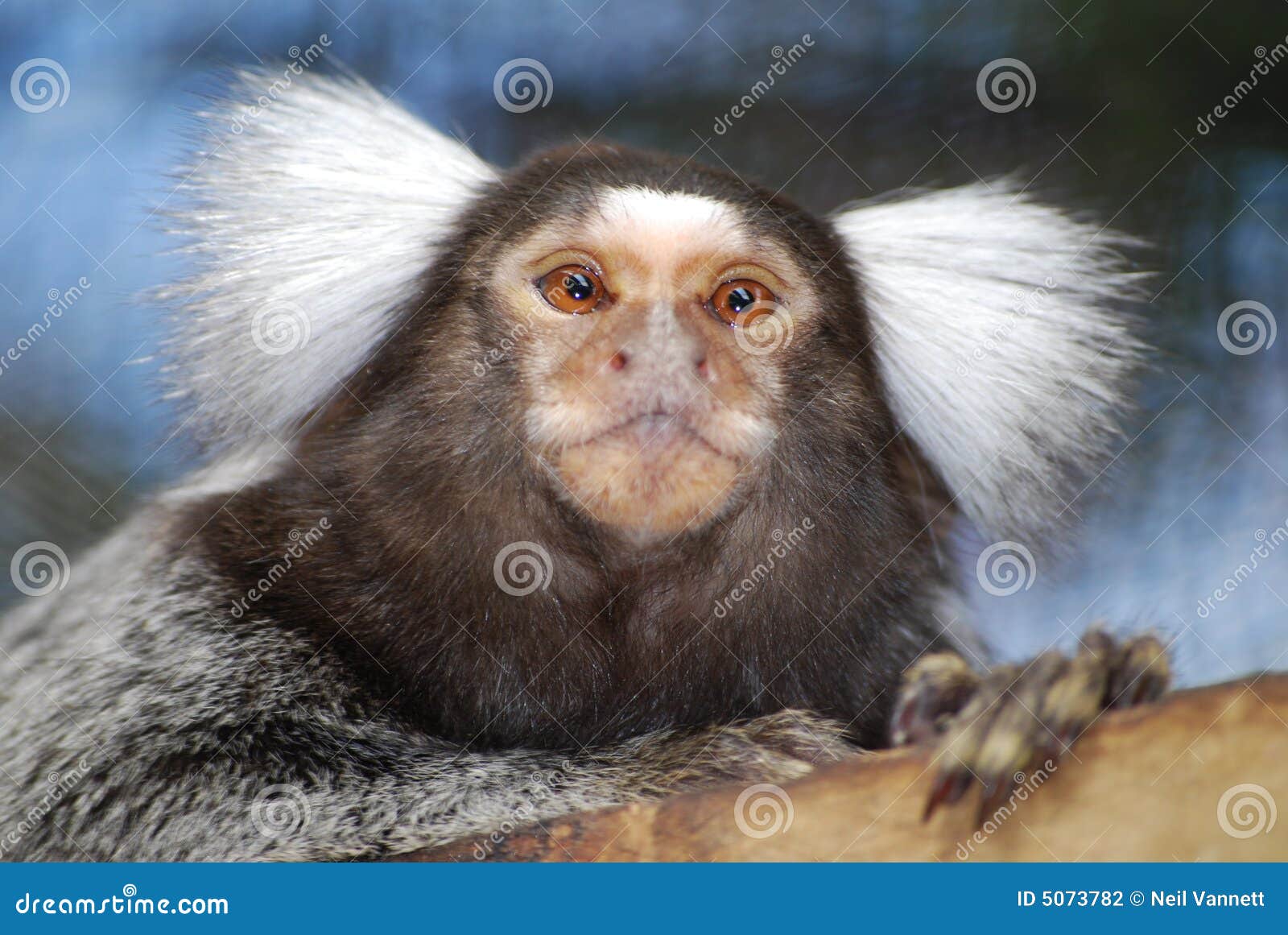 Marmoset Monkey Royalty-Free Stock Image | CartoonDealer.com #52525582