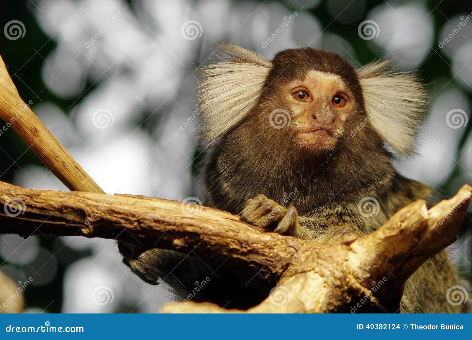 Portrait of Marmoset Monkey Stock Photo - Image of captive, attention ...