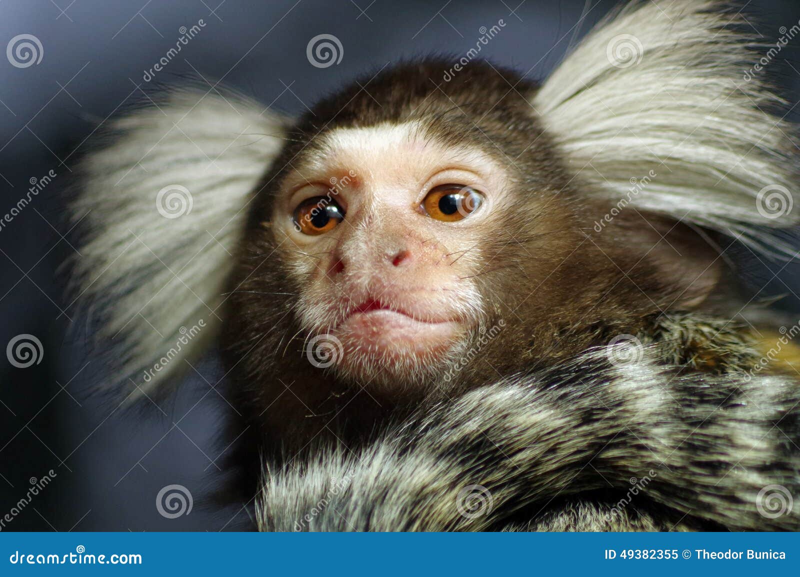 Portrait of Marmoset Monkey Stock Image - Image of callitrichidae ...