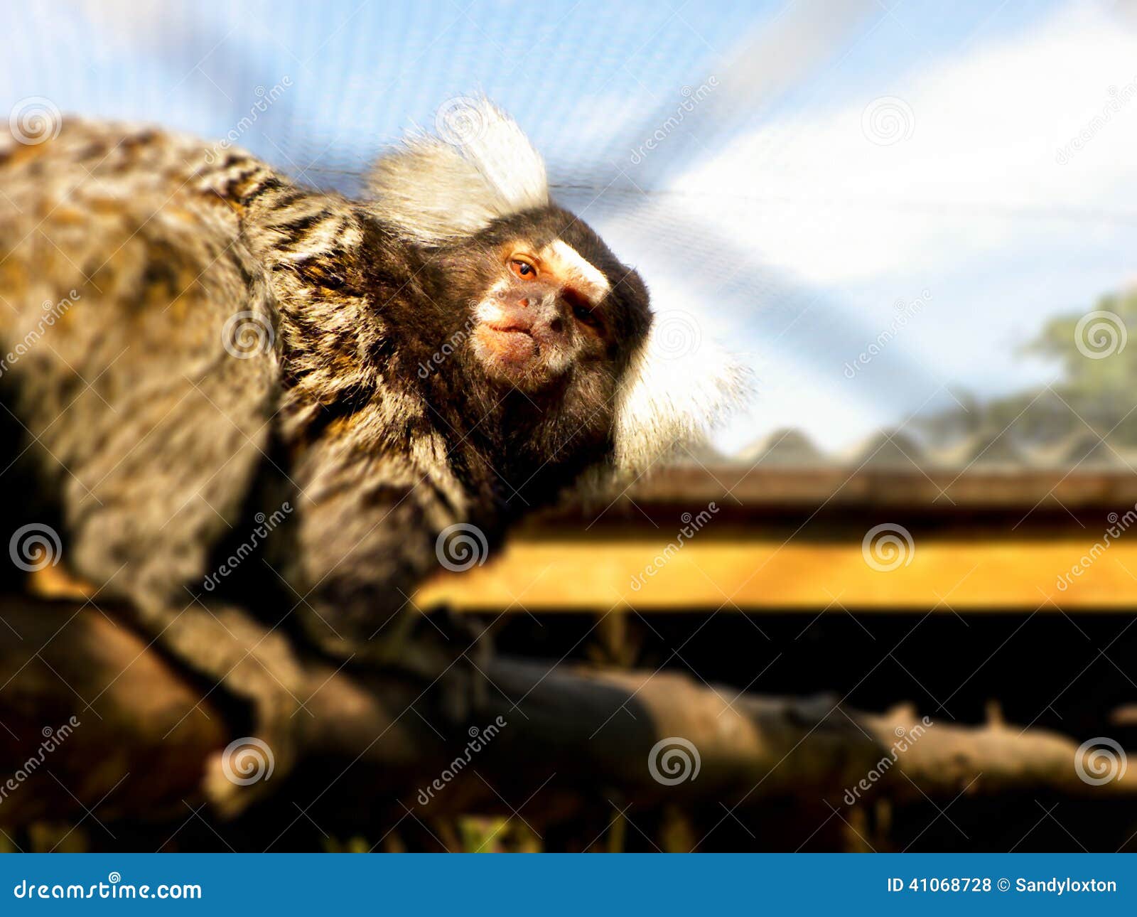 Marmoset monkey stock photo. Image of bugs, captivity - 41068728