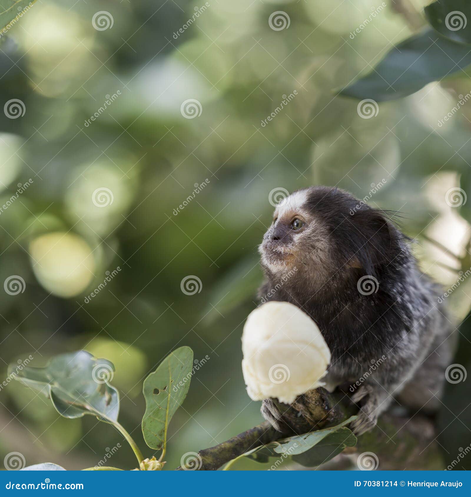 Marmoset Monkey stock photo. Image of amazon, baby, clean - 70381214