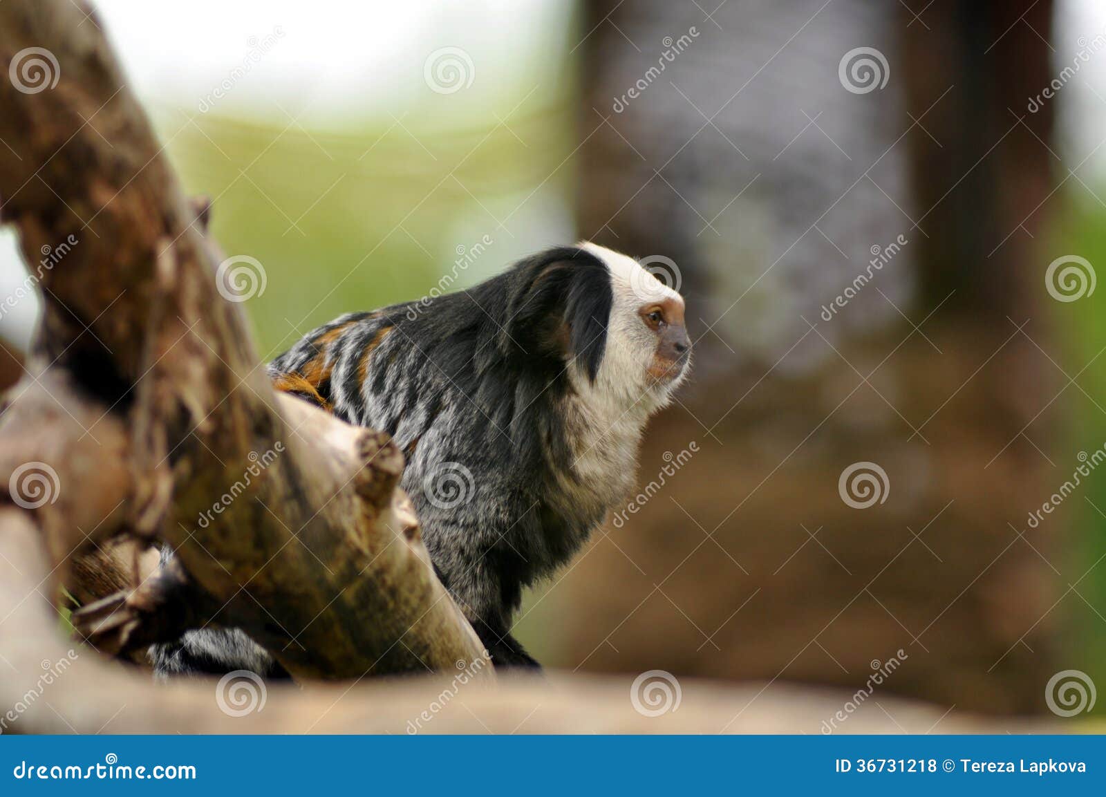 Marmoset monkey stock photo. Image of marmoset, mammal - 36731218