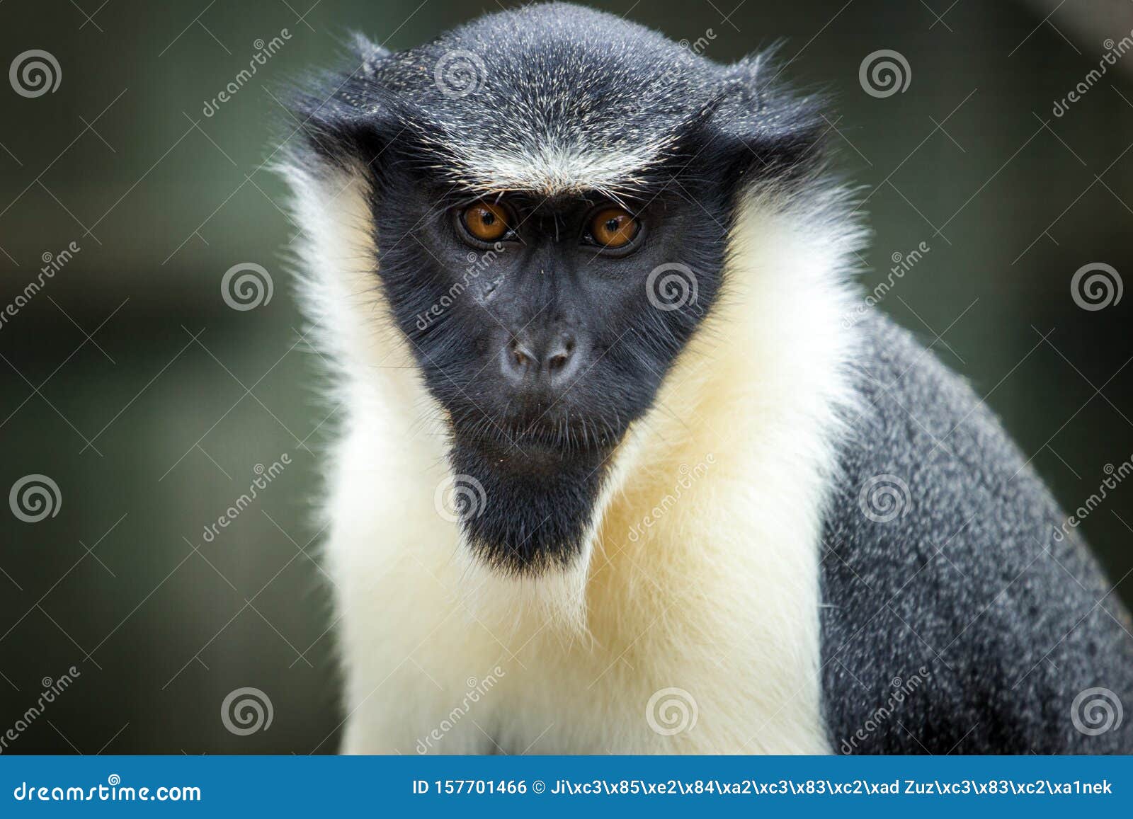 Marmoset monkey portrait stock photo. Image of monkey - 157701466