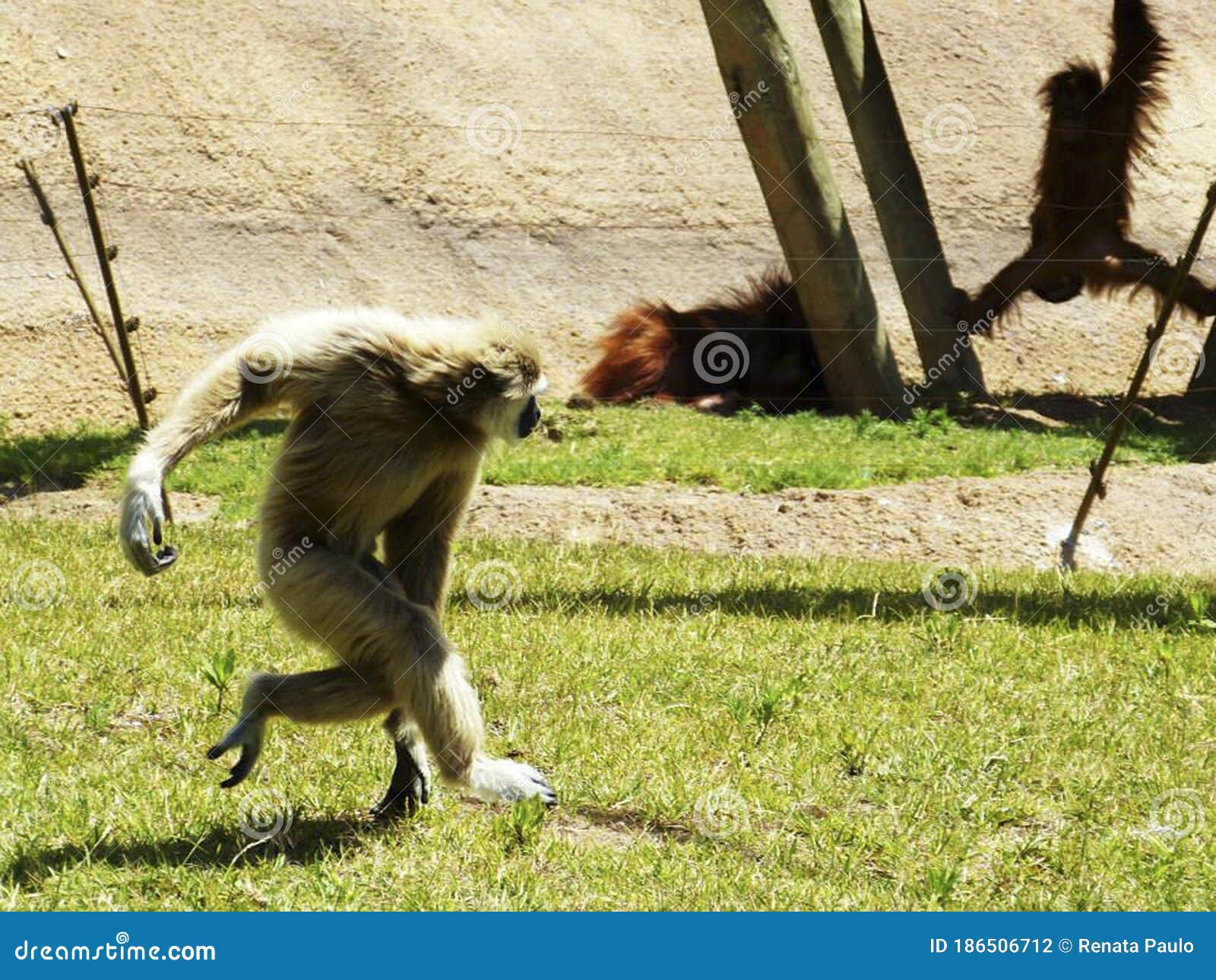 Marmoset Monkey Running in the Grass Stock Photo - Image of bolivia ...