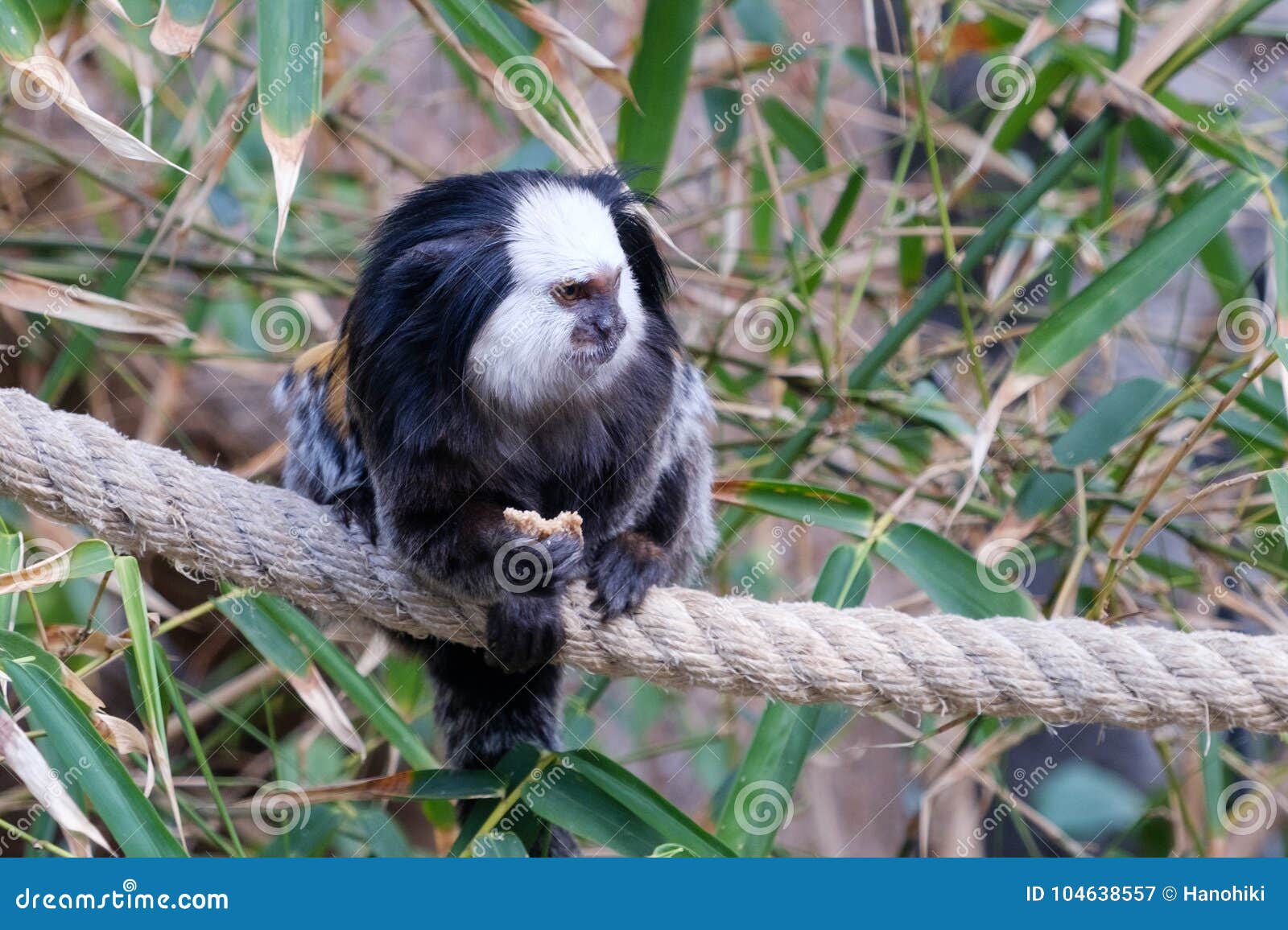 Marmoset Monkey Sitting on Rope in Trees Stock Image - Image of primate ...