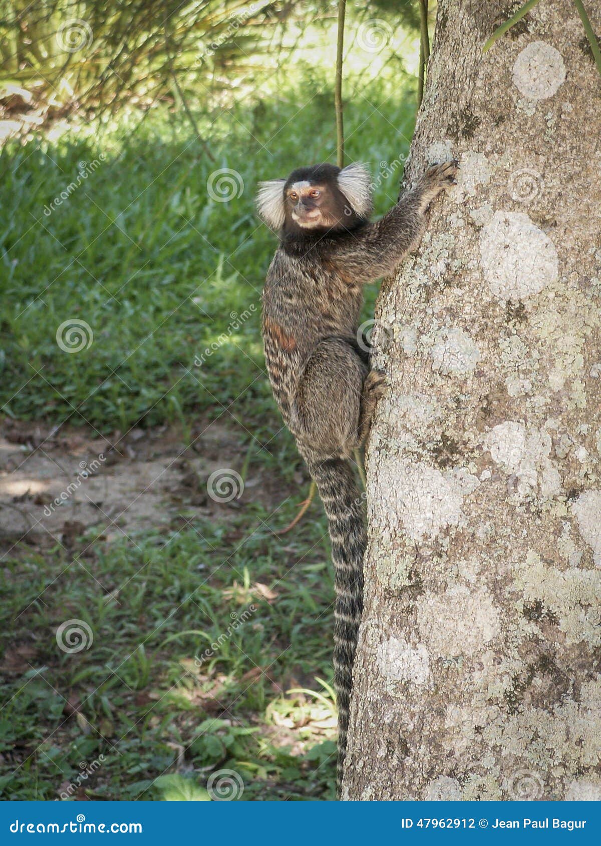 Marmoset Monkey on a Tree stock photo. Image of climb - 47962912