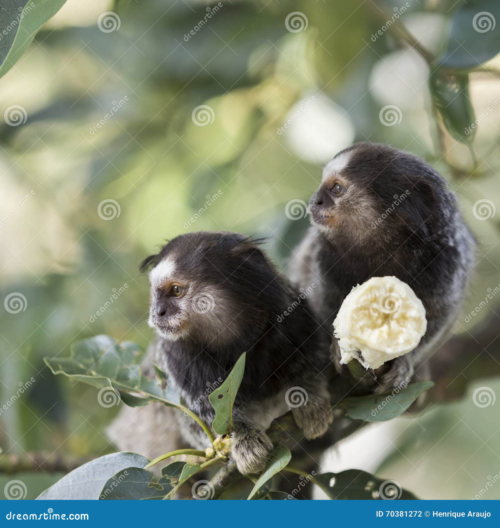Marmoset Monkey stock photo. Image of amazon, funny, forest - 70381272