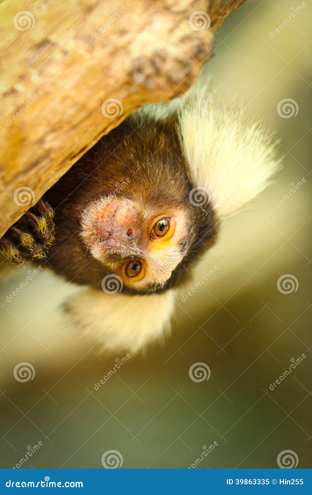 Marmoset monkey stock image. Image of white, animal, wildlife - 39863335