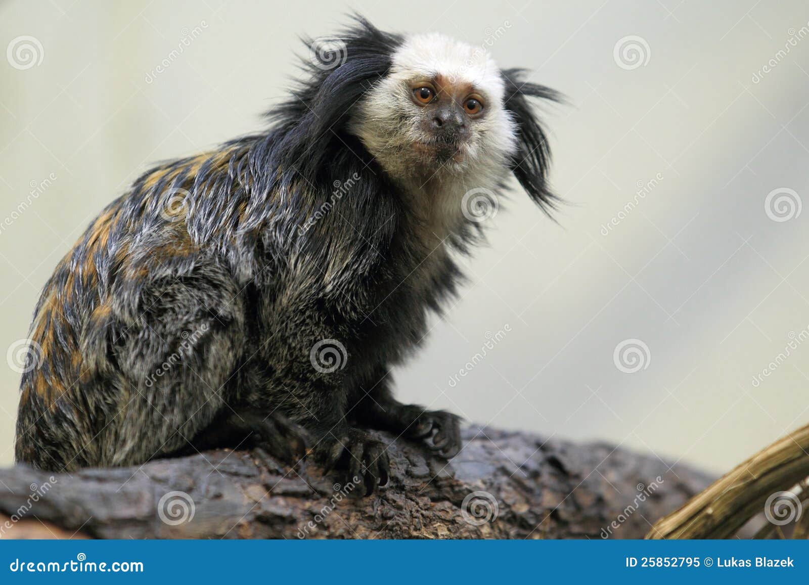 Marmoset Negro-copetudo imagen de archivo. Imagen de copetudo - 25852795