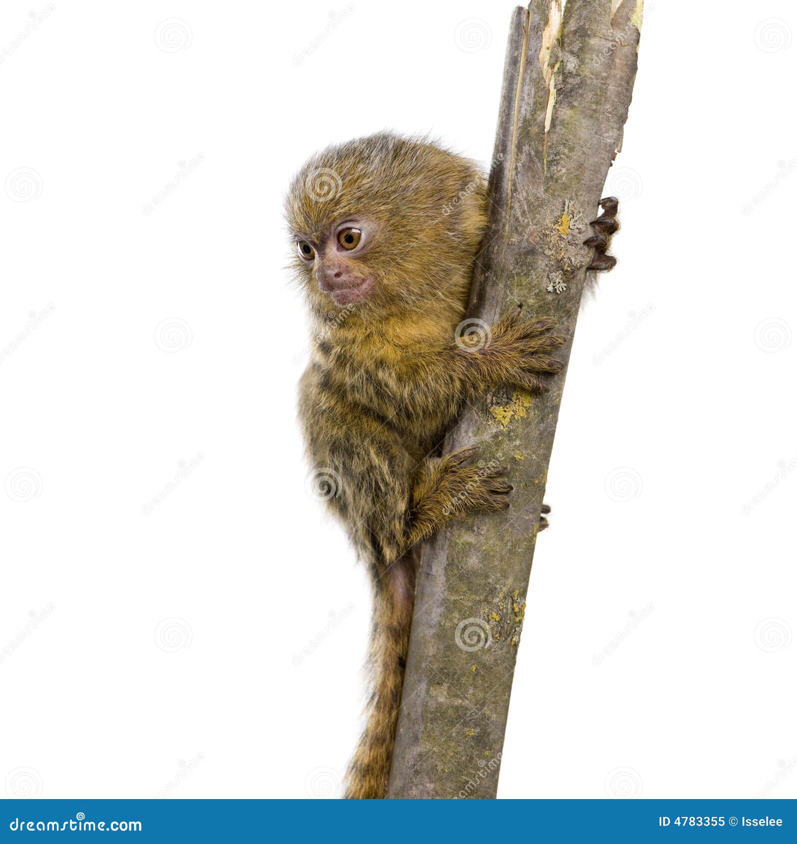 Marmoset Pigmeo (5 Settimane) - Callithrix (Cebuella) P Immagine Stock ...