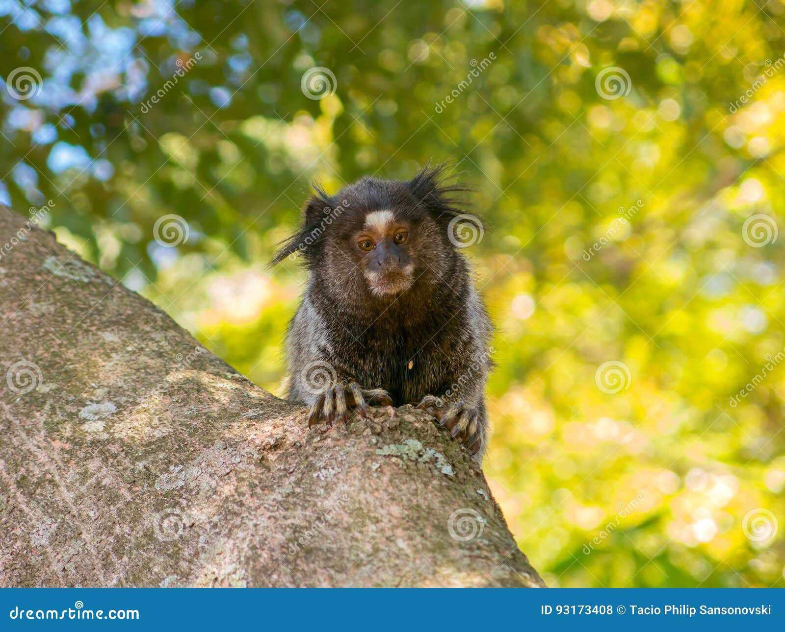 Marmoset in a tree stock photo. Image of mammalia, tree - 93173408