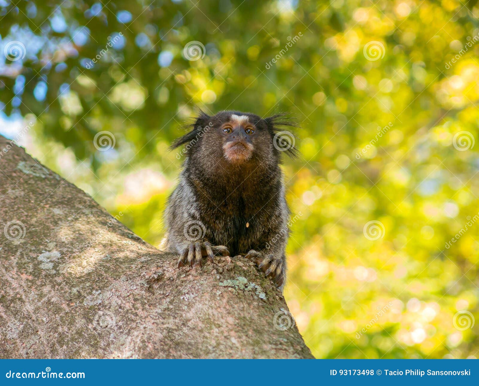 Marmoset in a tree stock photo. Image of simian, jack - 93173498