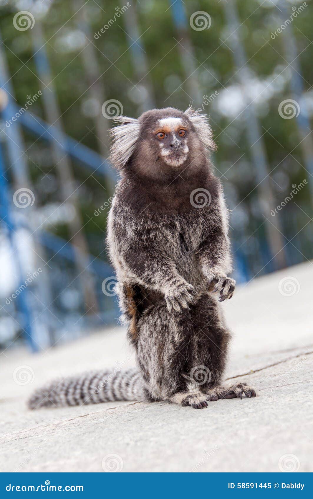 Marmoset stock image. Image of nature, monkey, standing - 58591445