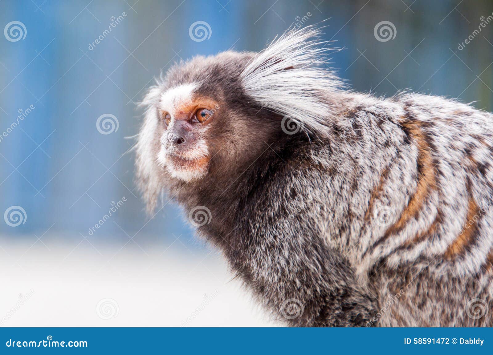 Marmoset stock photo. Image of janeiro, cute, curiosity - 58591472
