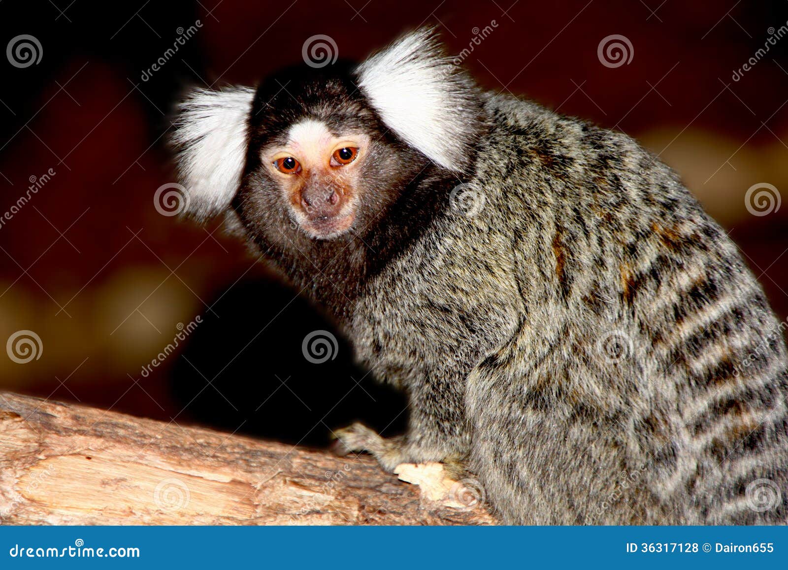 Marmoset white forelock stock photo. Image of primate - 36317128
