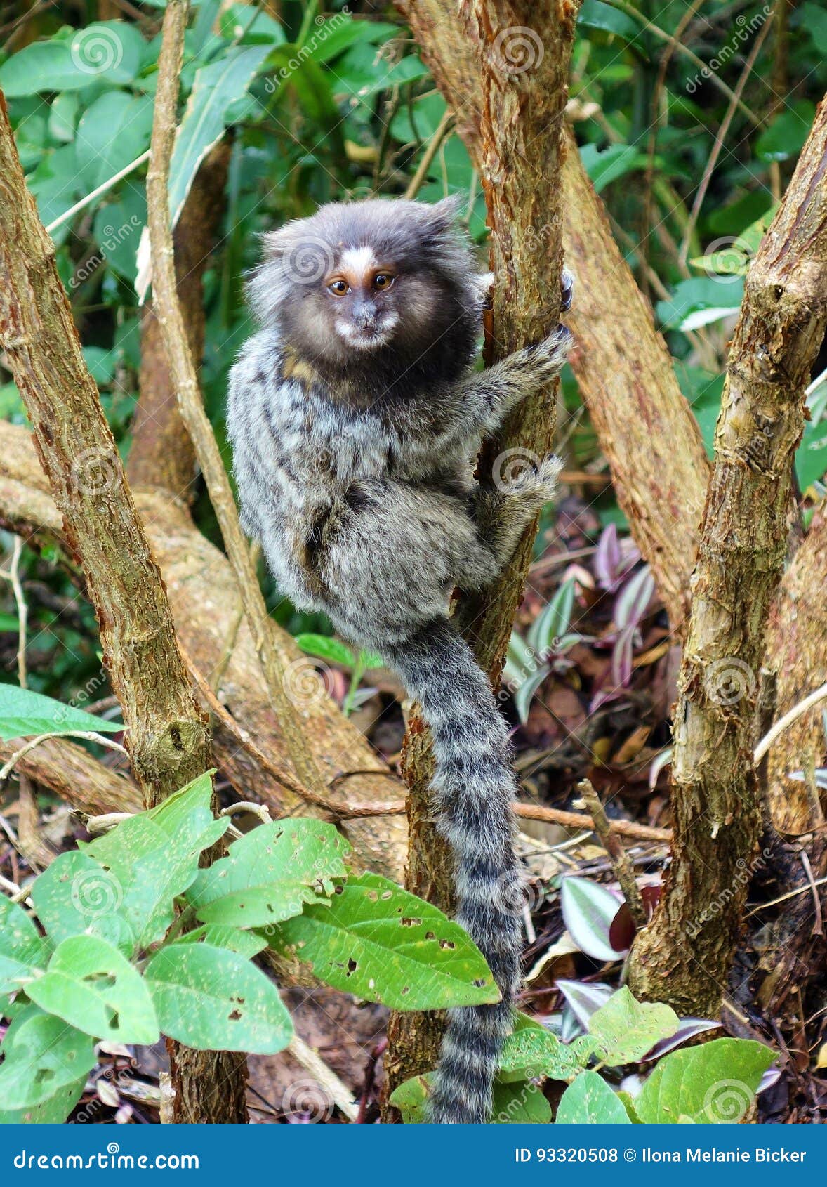 Marmoset stock photo. Image of south, monkey, tree, mammal - 93320508