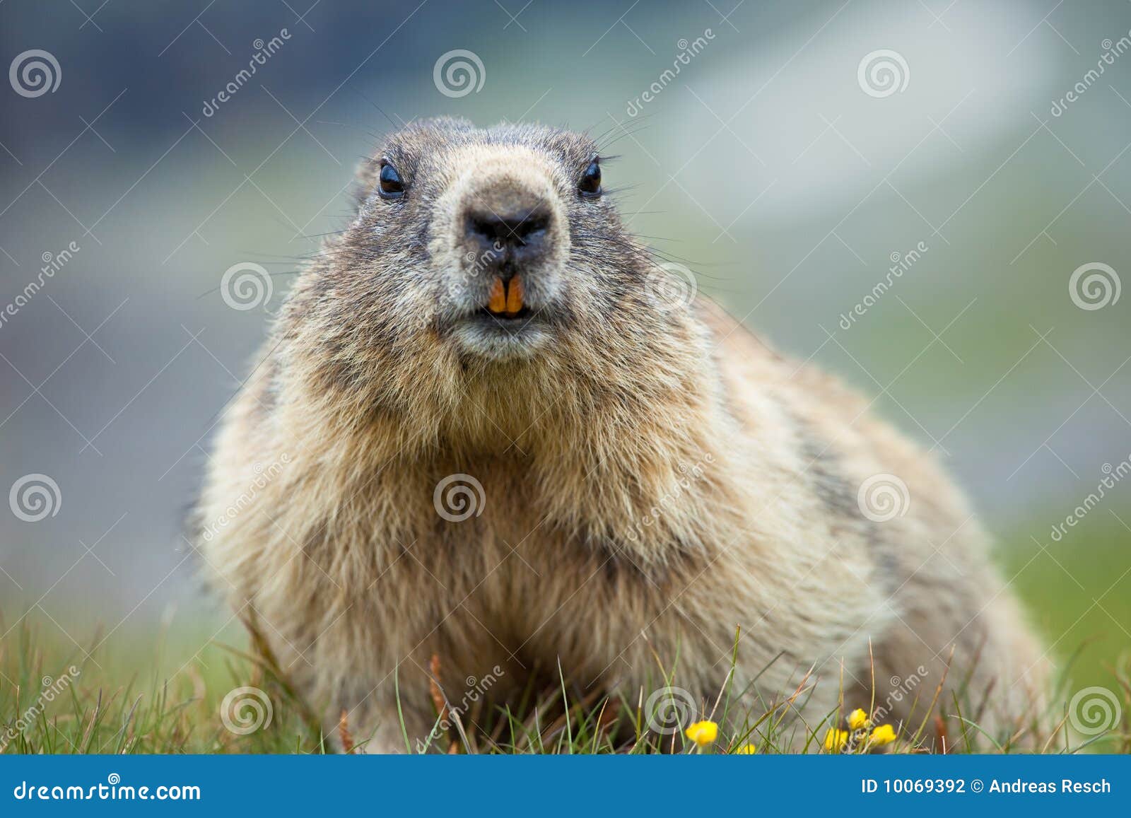 Marmot stock photo. Image of nature, depth, field, peering - 10069392