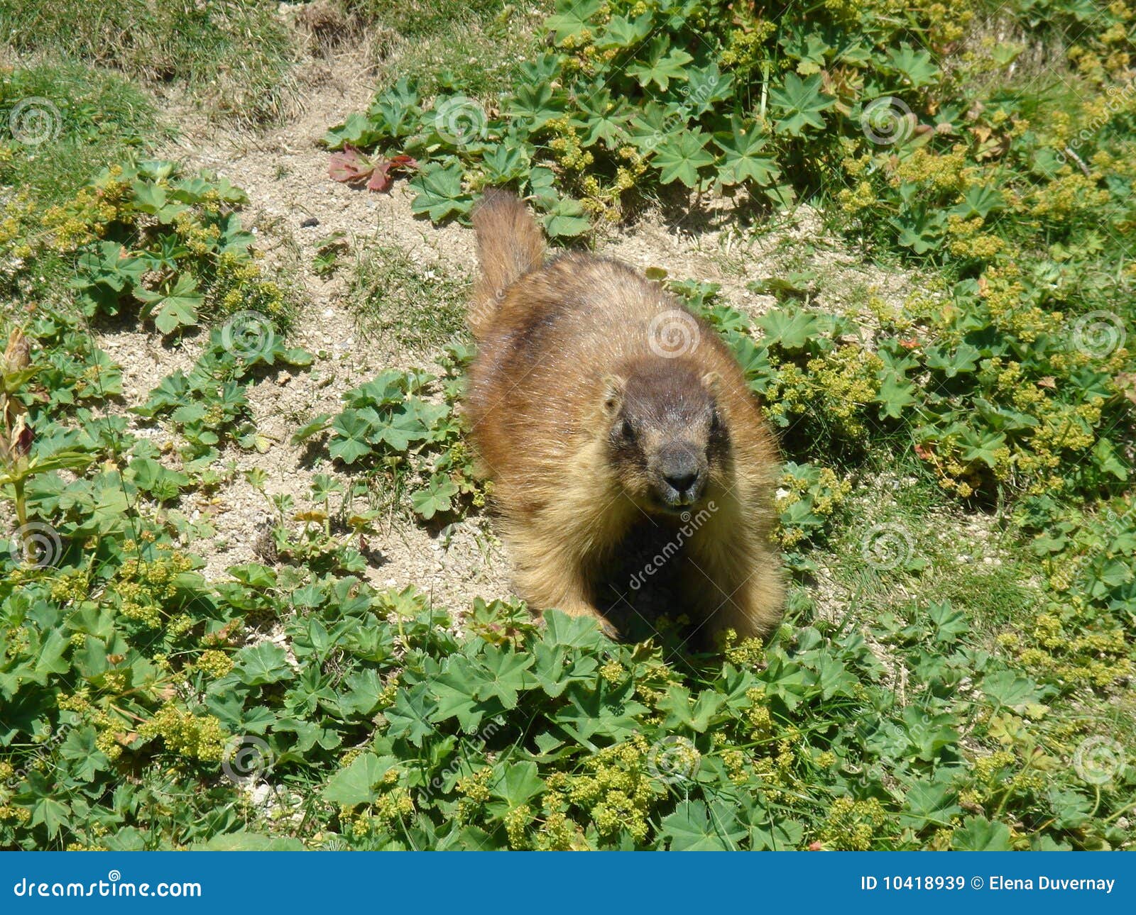 Marmot stock image. Image of marmots, nibble, animal - 10418939