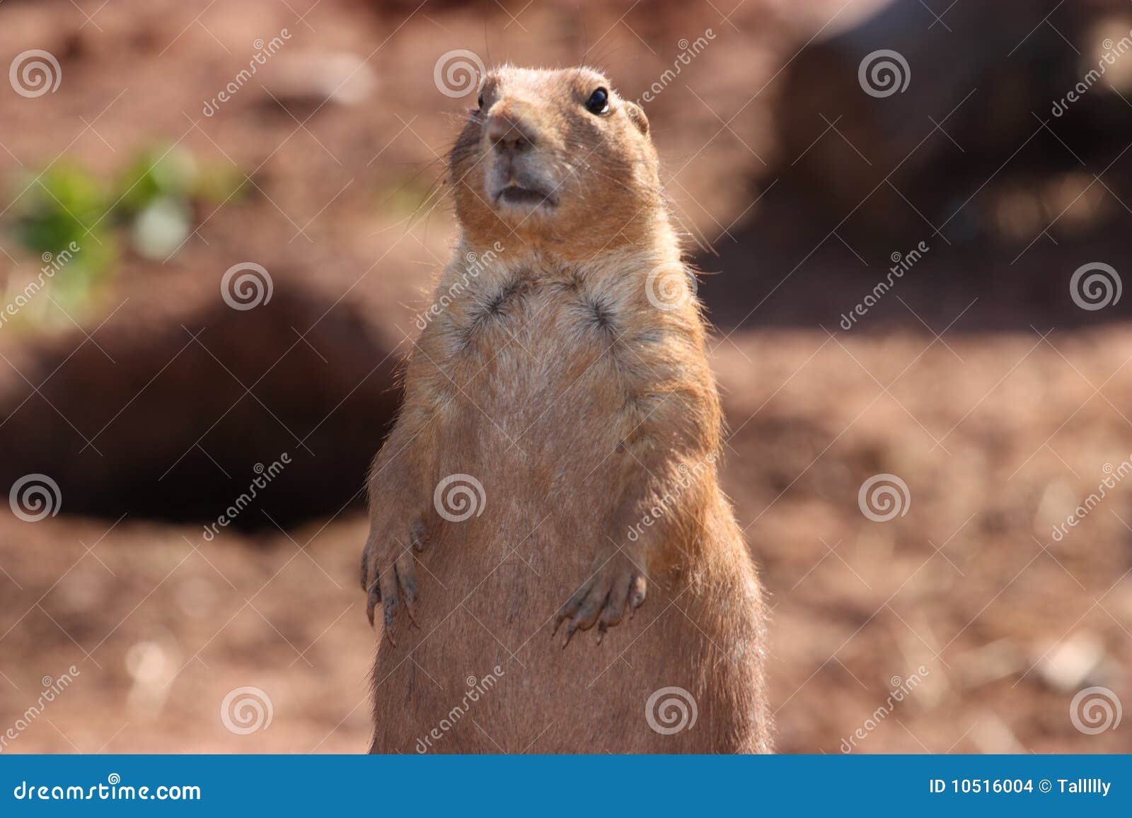 Marmot stock photo. Image of sand, mammal, wilderness - 10516004